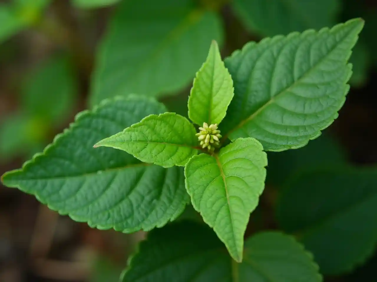 Understanding the Close-Up Details of Poison Ivy Plant