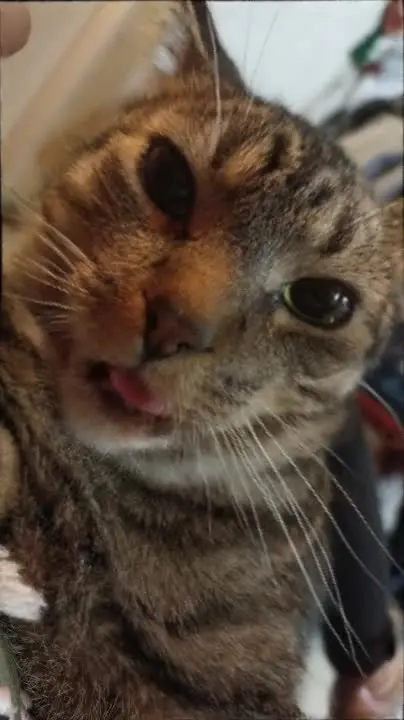 Meet the Playful Tabby Cat with AI Lip-Syncing Magic