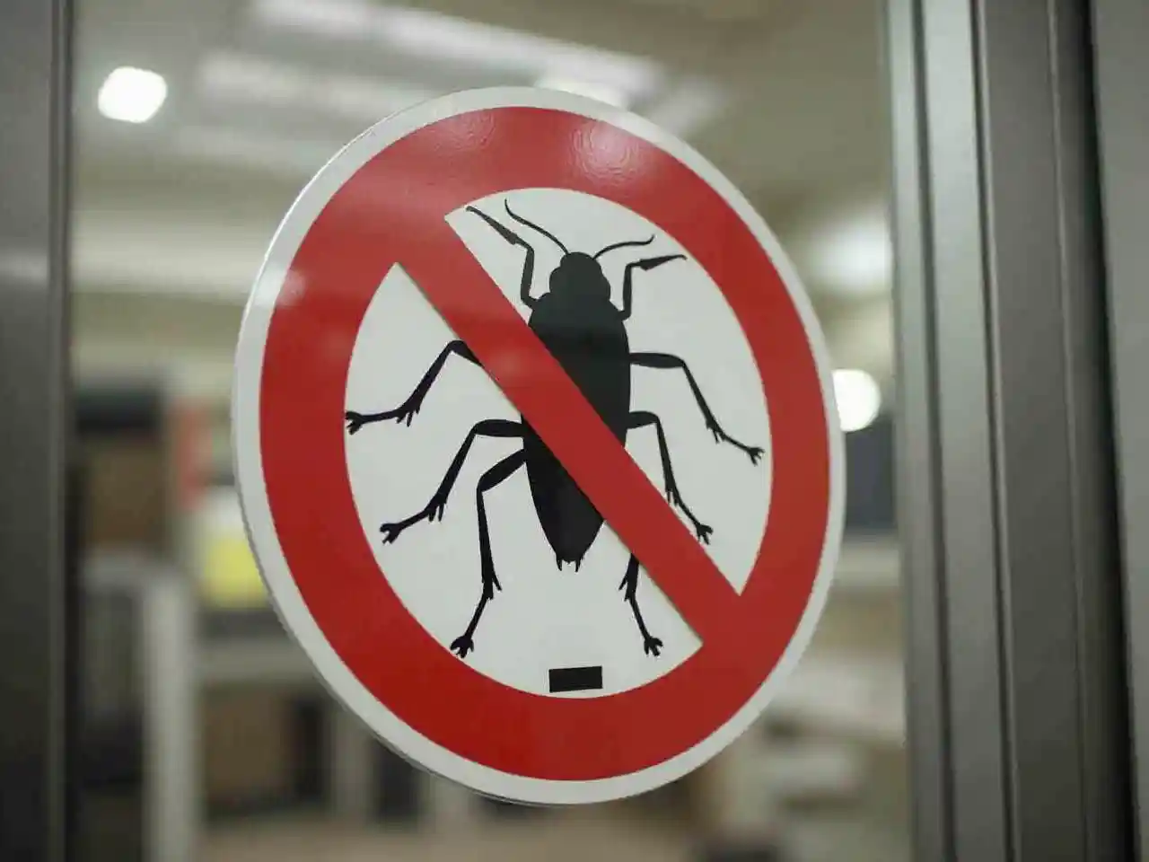 Identifying Cockroach Infestation Signs in the Food Industry